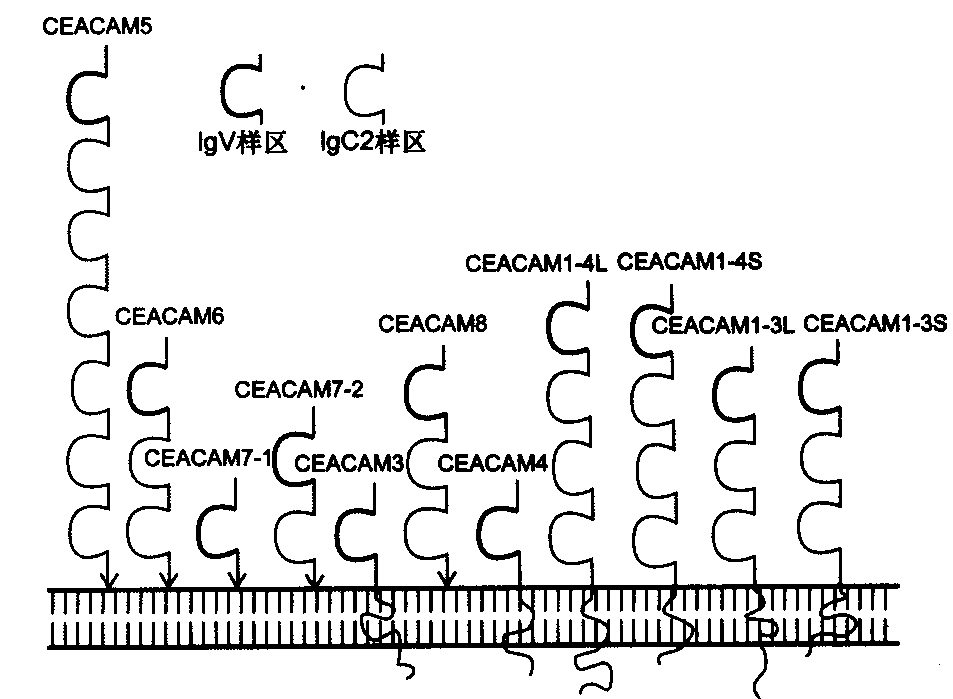 博岳生物-全球生物医药核心原料&整体解决方案服务商